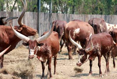 Pattaya Zoo and Gardens - Online-Pattaya.com
